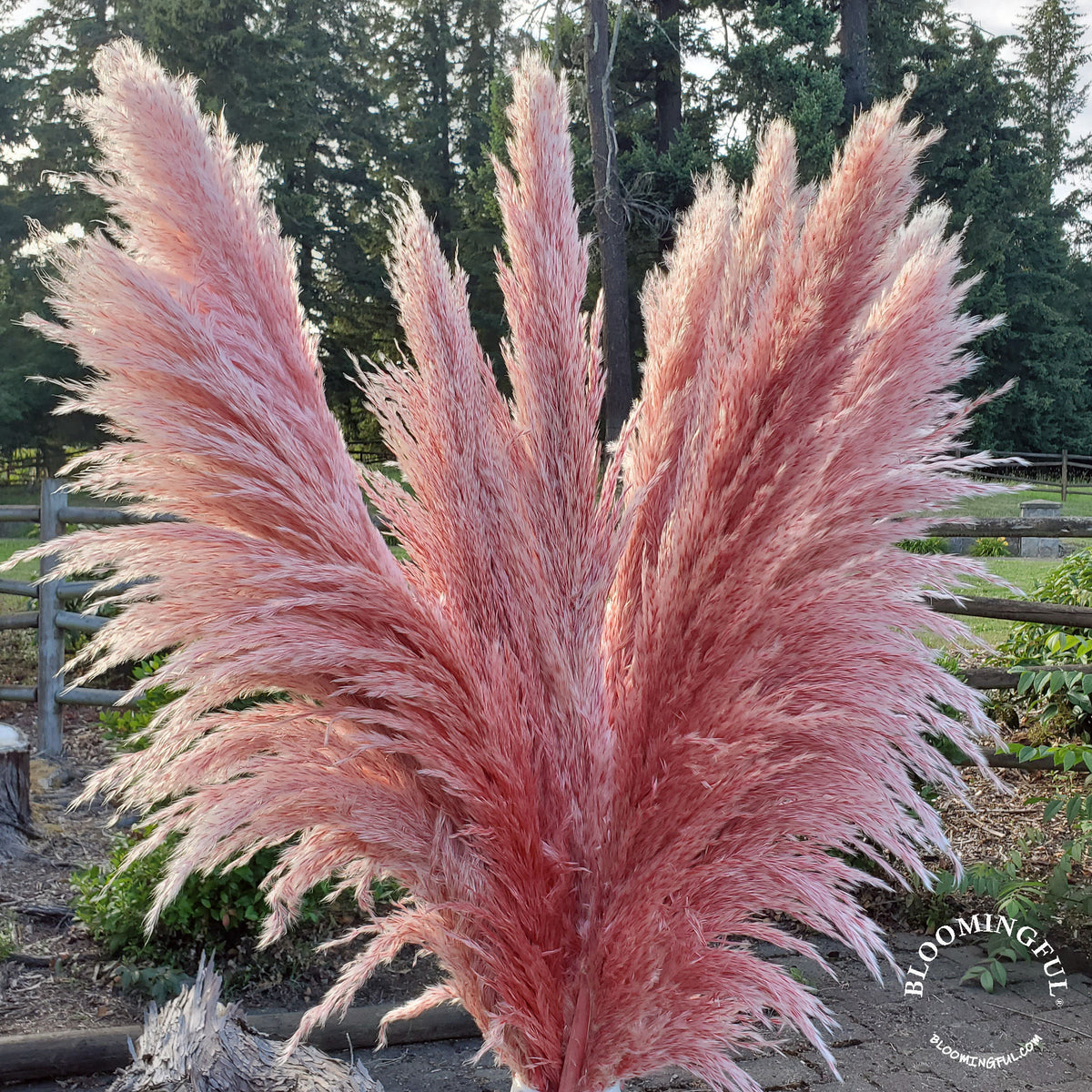 X-Large Preserved Pampas Grass (3-4ft), Large Fluffy Plume - Heathered ...