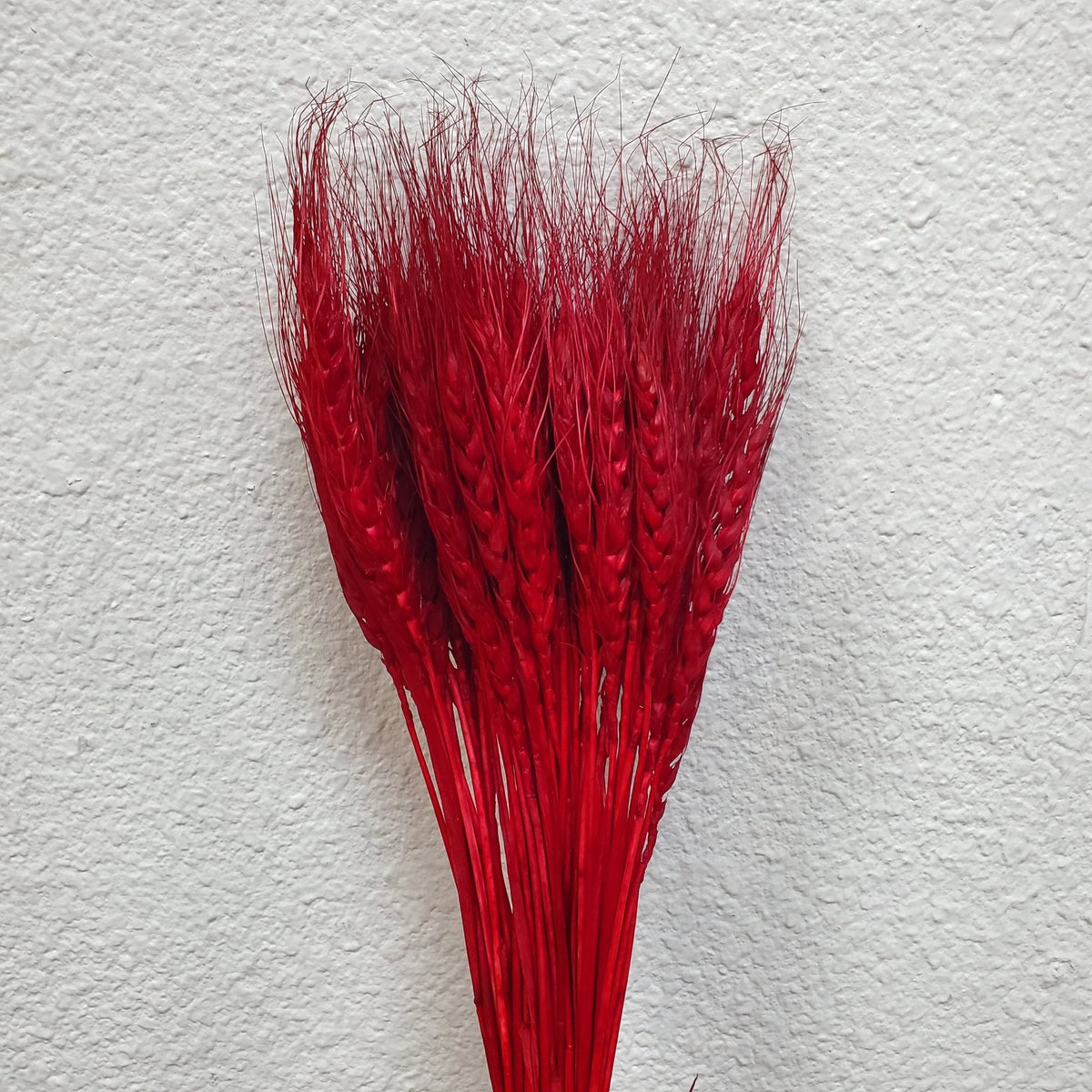 Dried Bearded Wheat - Burgundy Red (004) – BLOOMINGFUL.COM