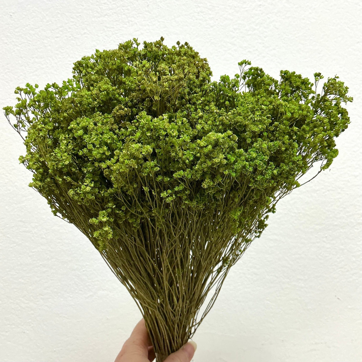 Dried Gypsy Blooms (Baby's Breath Alternative) - Basil Green (03 ...