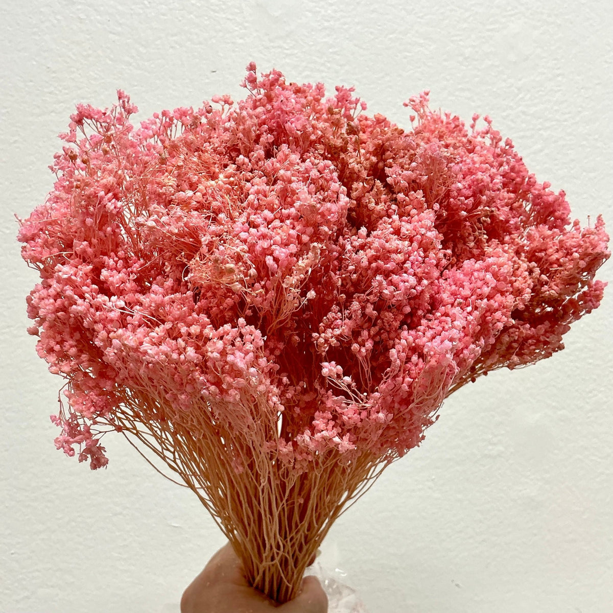 Dried Gypsy Blooms (Baby's Breath Alternative) - Pink (07 ...