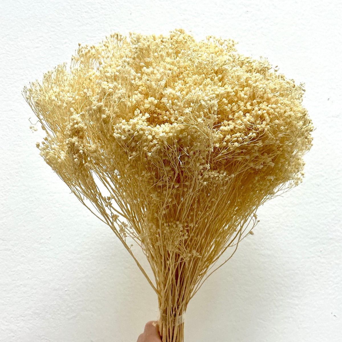 Dried Gypsy Blooms (Baby's Breath Alternative) - White/Cream (11 ...