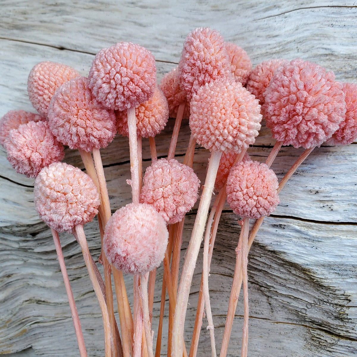 Preserved Craspedia, Billy Balls - Light Pink (004) – BLOOMINGFUL.COM