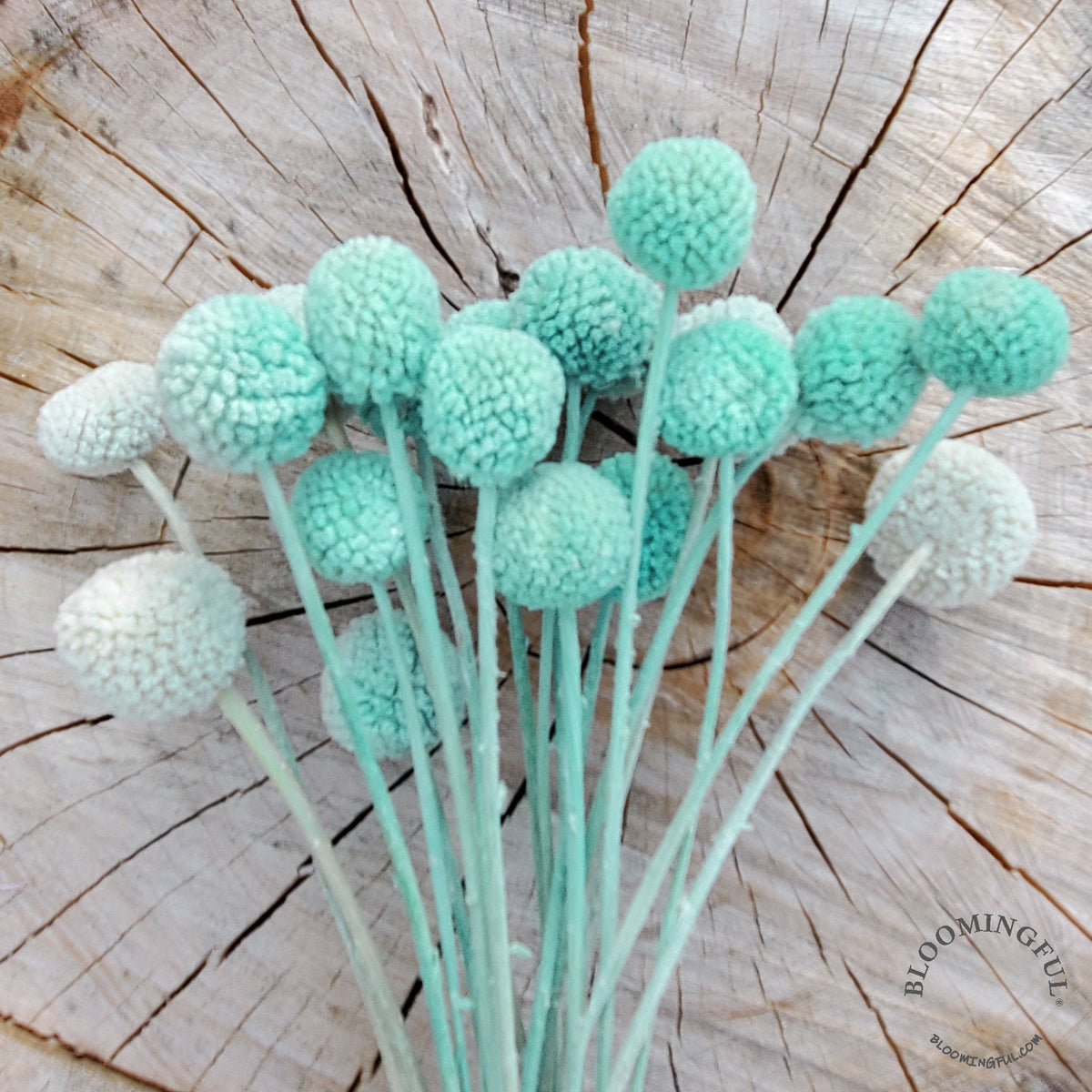 Preserved Craspedia, Billy Balls - Tiffany Blue Cream (018B ...