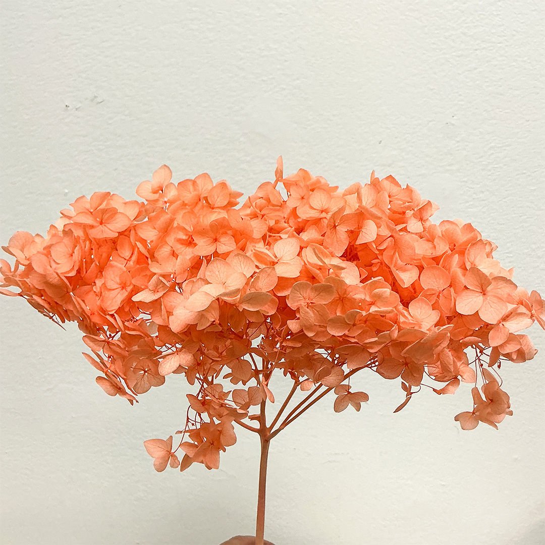 Preserved Hydrangea - Coral Peach (S09) – BLOOMINGFUL.COM