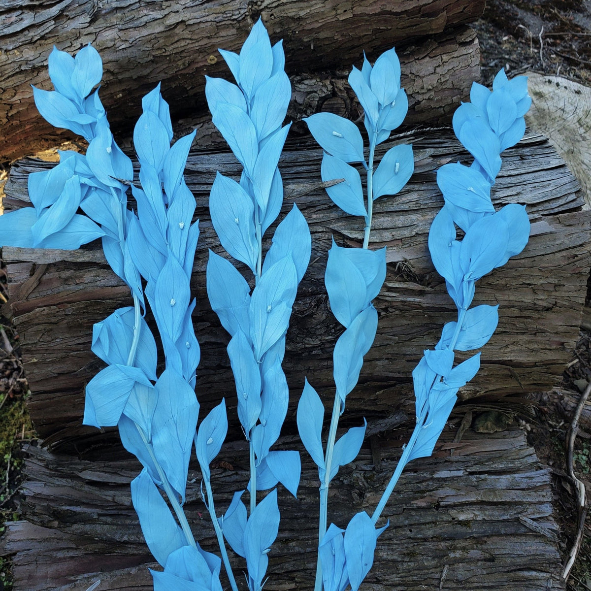 Preserved Israeli Ruscus - Blue (032) – BLOOMINGFUL.COM