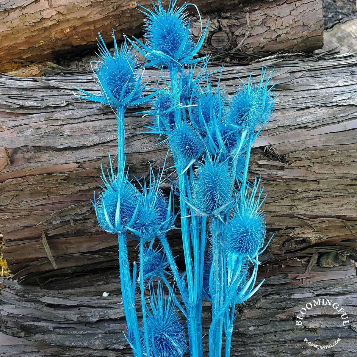 Preserved Teasel Thistle XL Flowers - Dusty Rustic Blue (017 ...