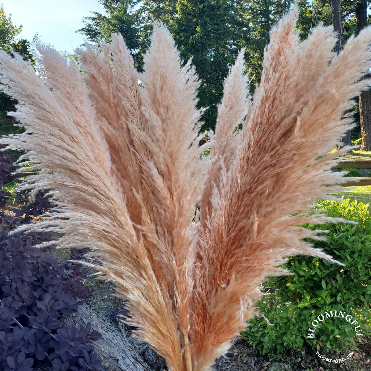 X-Large Preserved Pampas Grass (3-4ft), Large Fluffy Plume - Heathered ...