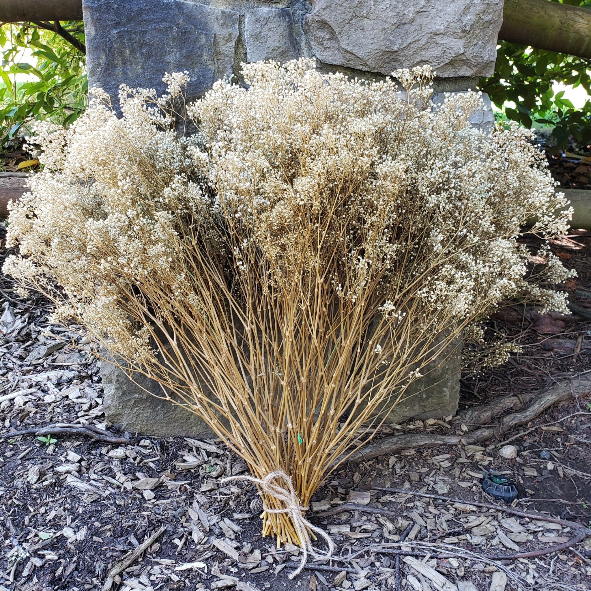 Preserved Baby's Breath Gypsophila - Champagne, Ivory (Mini-to-Small ...
