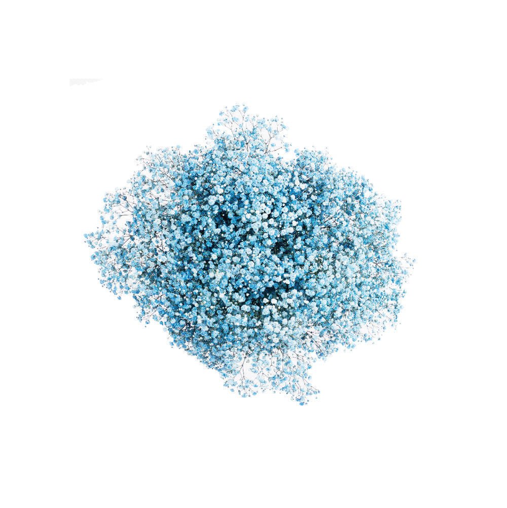 Bulk Fresh Baby's Breath, Gypsophila - Dark Blue (200-300 stems ...