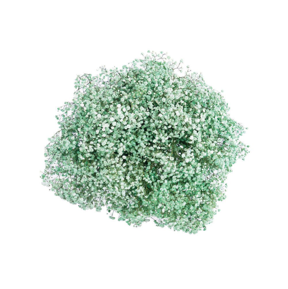 Bulk Fresh Baby's Breath, Gypsophila - Dark Green (200-300 stems ...