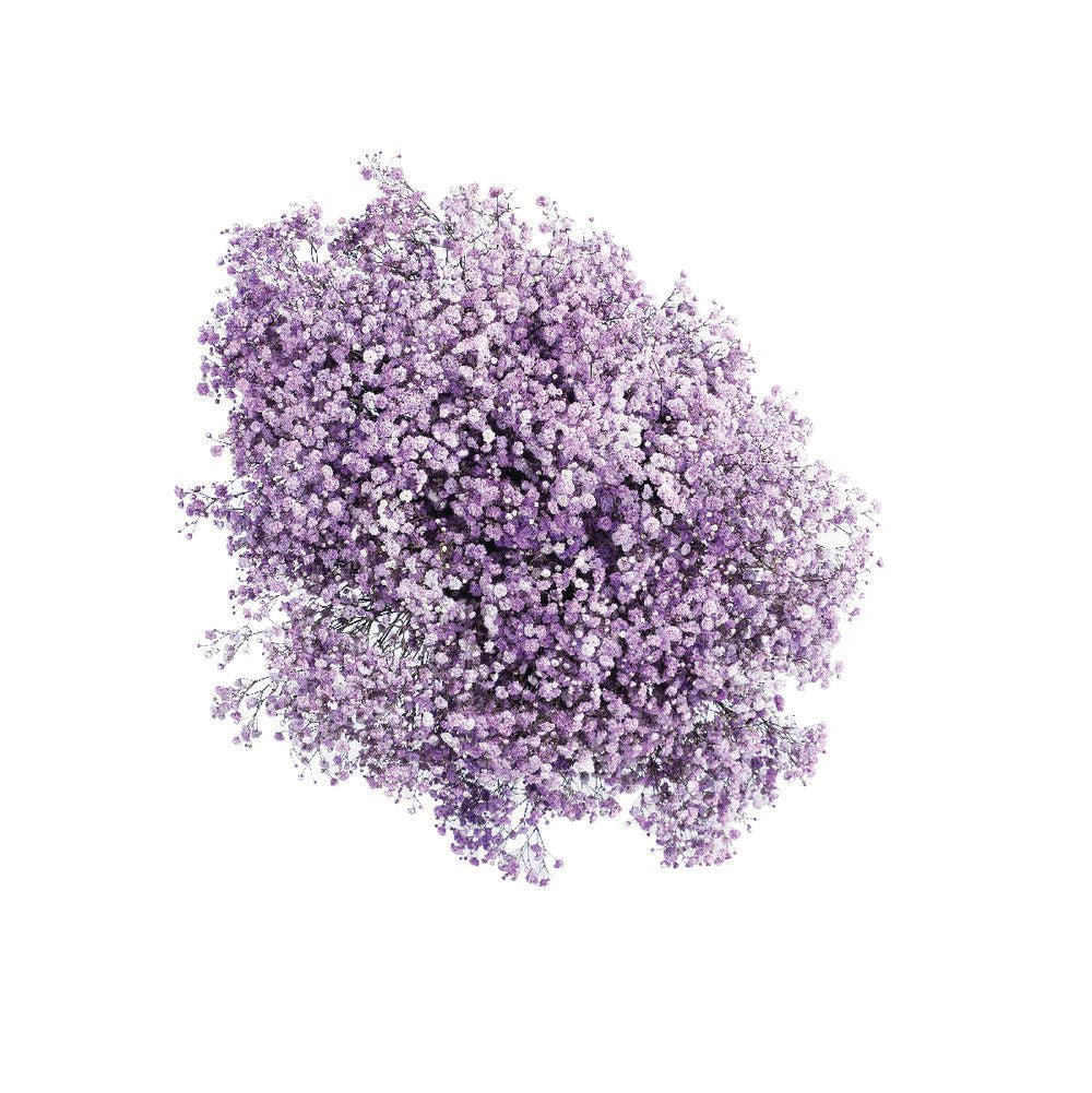 Bulk Fresh Baby's Breath, Gypsophila - Light Purple (200-300 stems ...