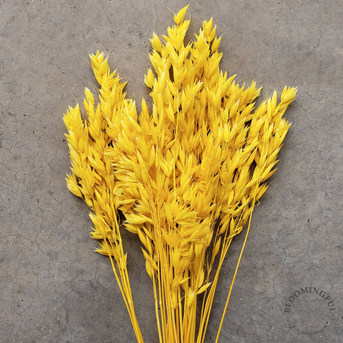 Dried Avena Oat Flowers - Golden Yellow (006) – BLOOMINGFUL.COM