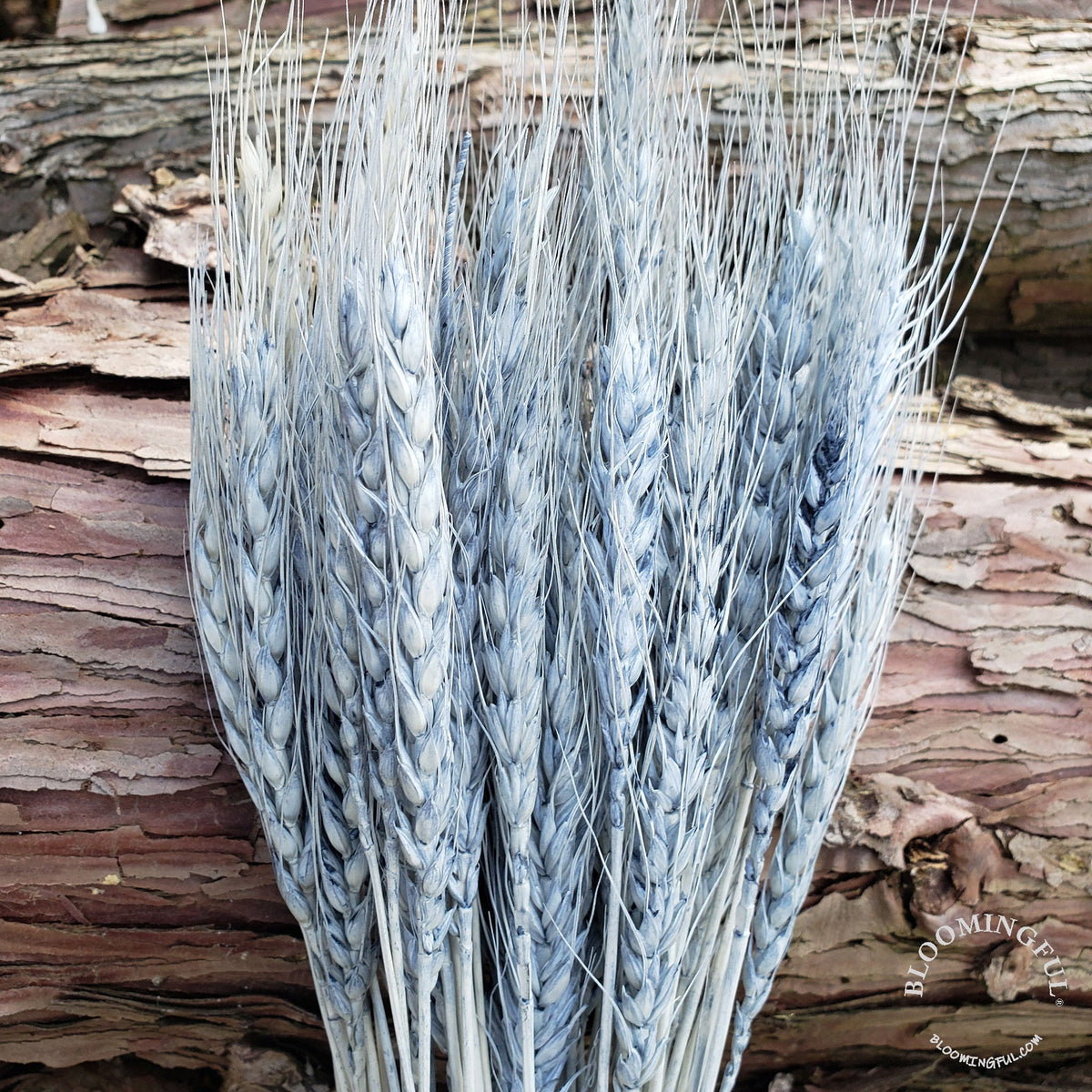 Dried Bearded Wheat - Dusty Blue Gray (003) – BLOOMINGFUL.COM