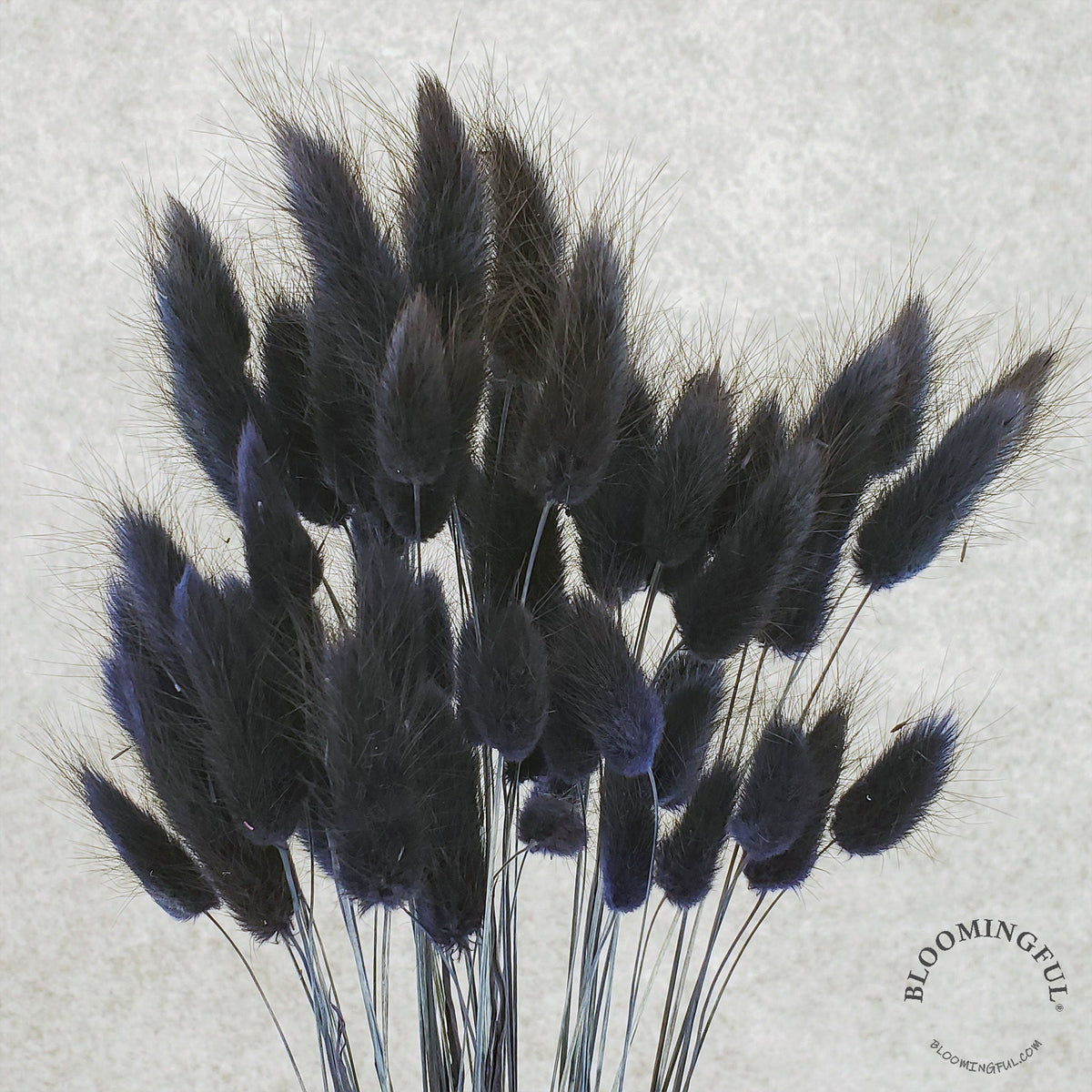 Dried Bunny Tails - Black (135) – BLOOMINGFUL.COM