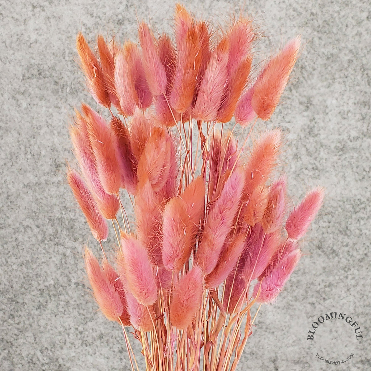 Dried Bunny Tails - Pink Terracotta (022) – BLOOMINGFUL.COM