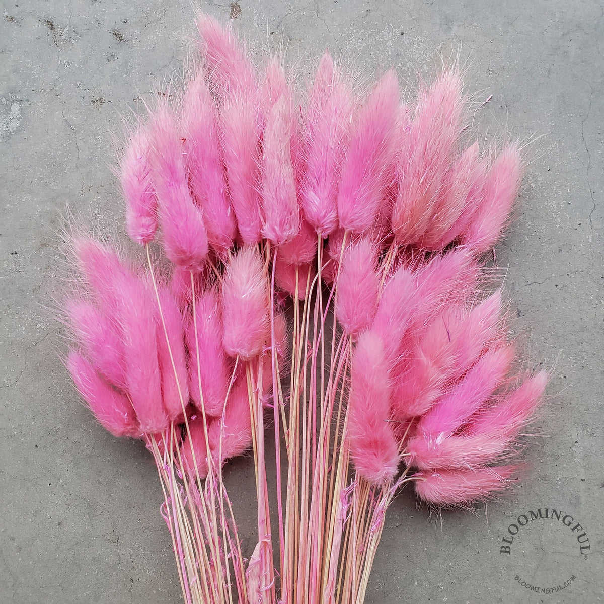 Dried Bunny Tails - Pretty in Pink (026) – BLOOMINGFUL.COM