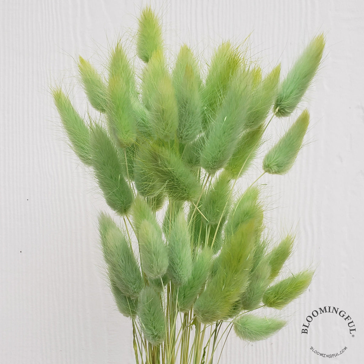 Dried Bunny Tails - Spring Green (027) – BLOOMINGFUL.COM