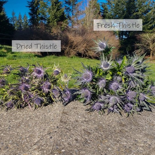Dried Eryngium, Thistle - Arabian Blue – BLOOMINGFUL.COM