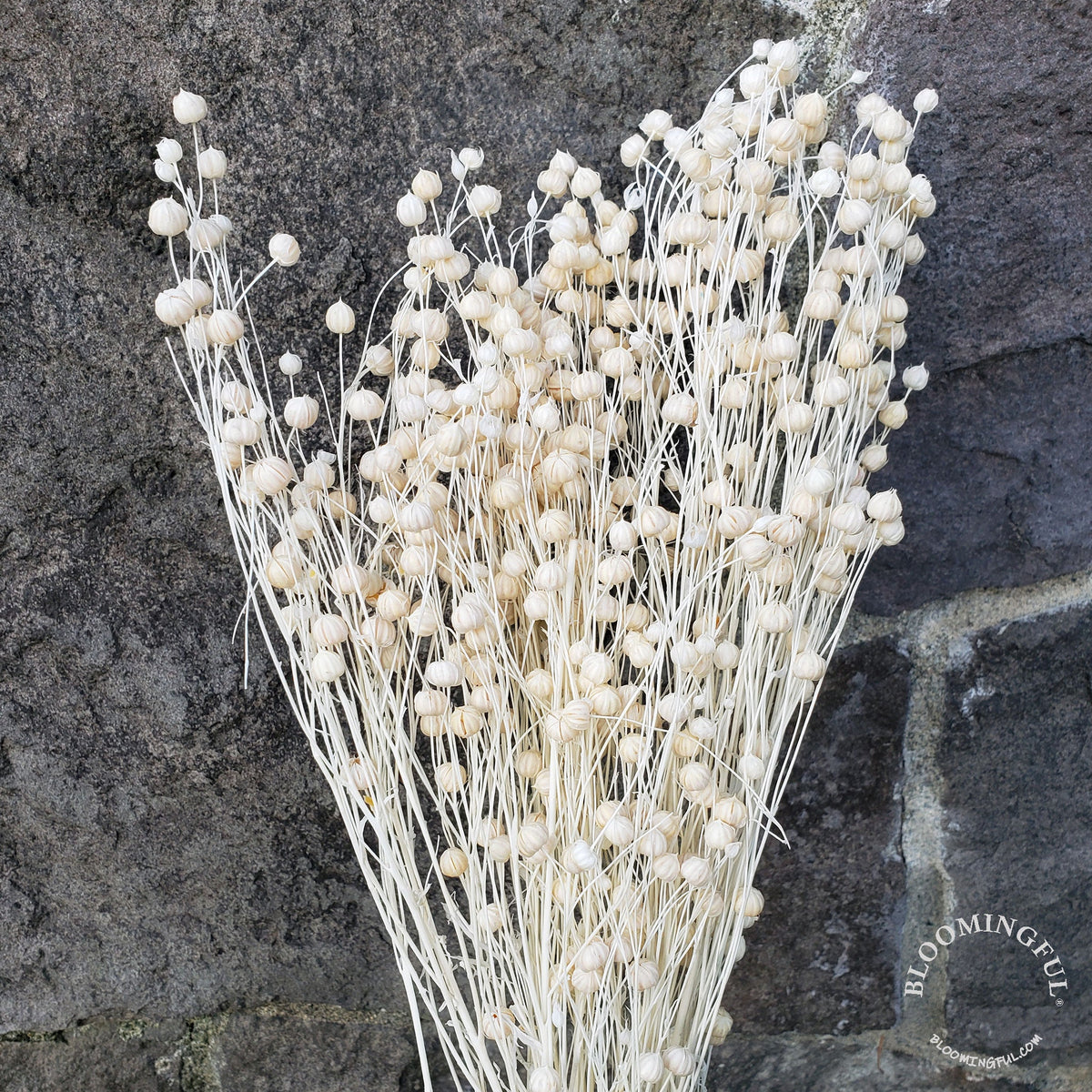 Dried Flax Linum Seed Flowers - White, Ivory (016) – BLOOMINGFUL.COM