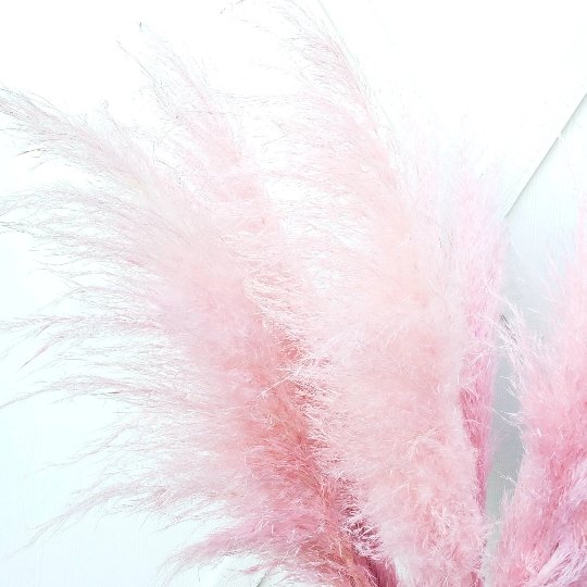 X-Large Dried Pampas Grass (3-4ft), Large Fluffy Plume - Light Pink ...