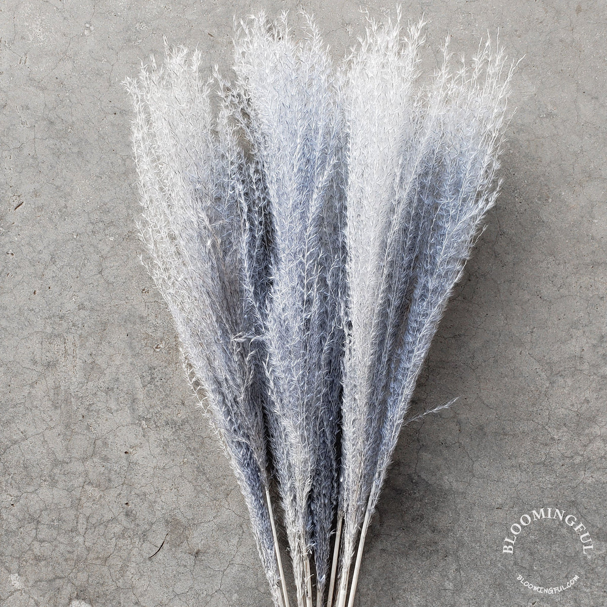 Dried Reed Pampas, Miscanthus Grass - Gray (015) – BLOOMINGFUL.COM