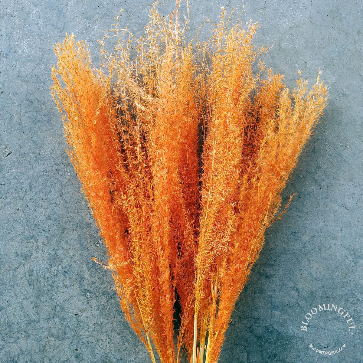 Dried Reed Pampas, Miscanthus Grass - Orange (012) – BLOOMINGFUL.COM