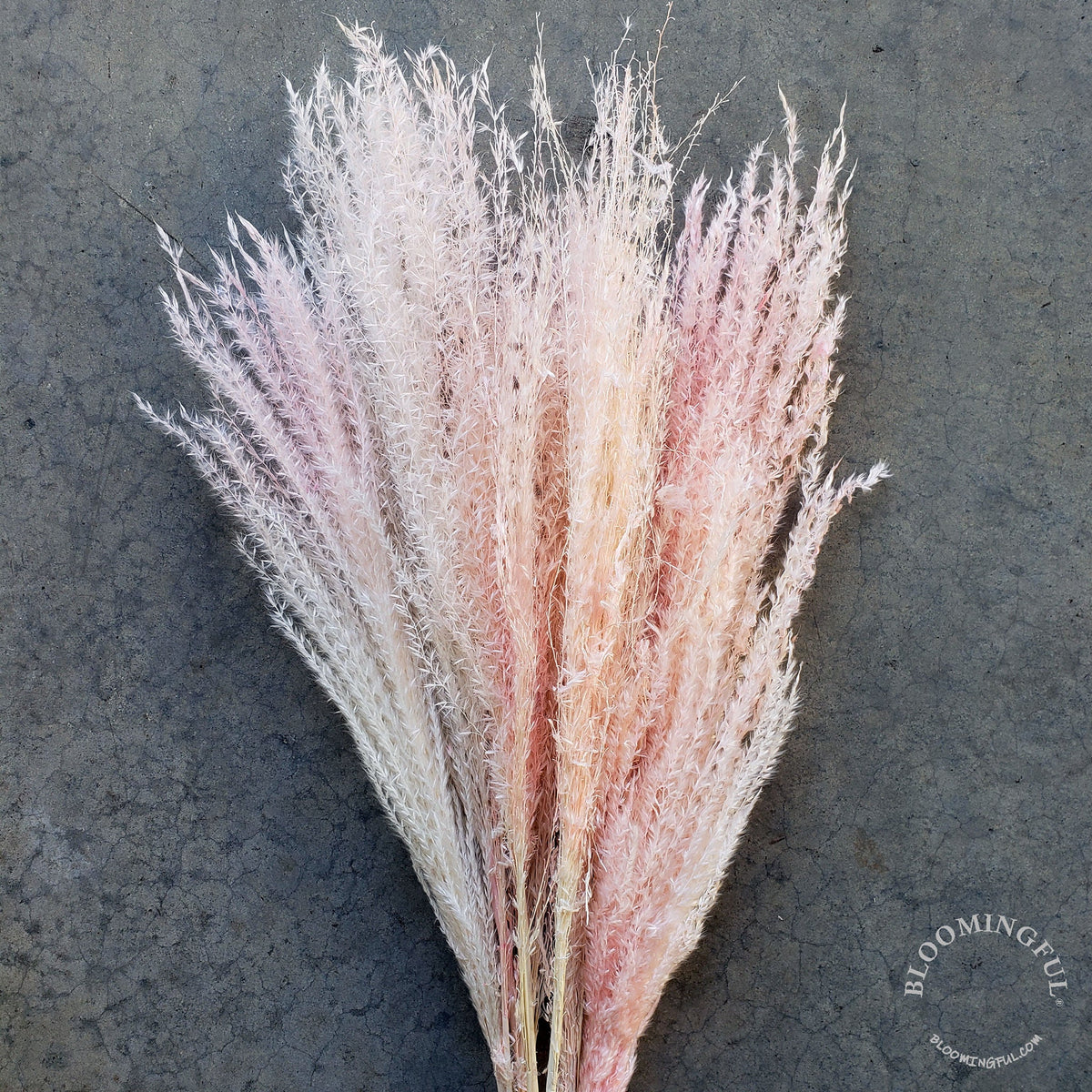 Dried Reed Pampas, Miscanthus Grass - Pink Ivory (011) – BLOOMINGFUL.COM