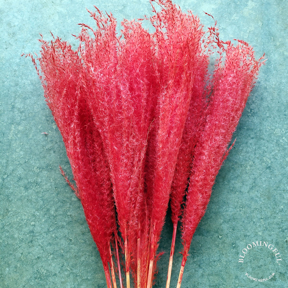 Dried Reed Pampas, Miscanthus Grass - Red (001) – BLOOMINGFUL.COM