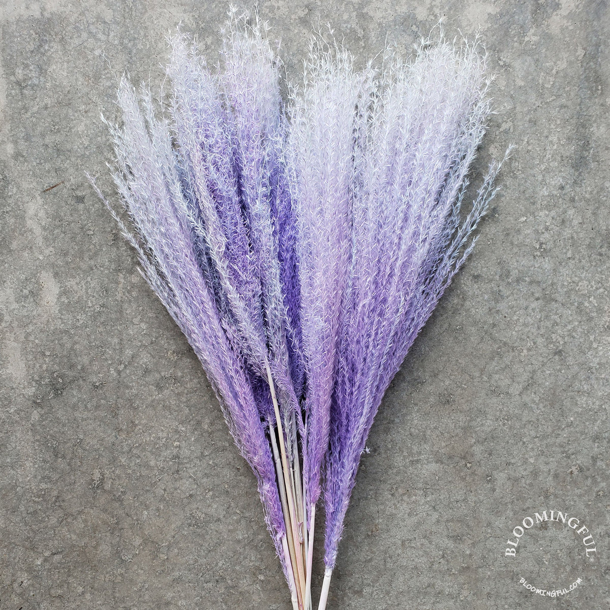 Dried Reed Pampas, Miscanthus Grass - Soft Purple (010) – BLOOMINGFUL.COM