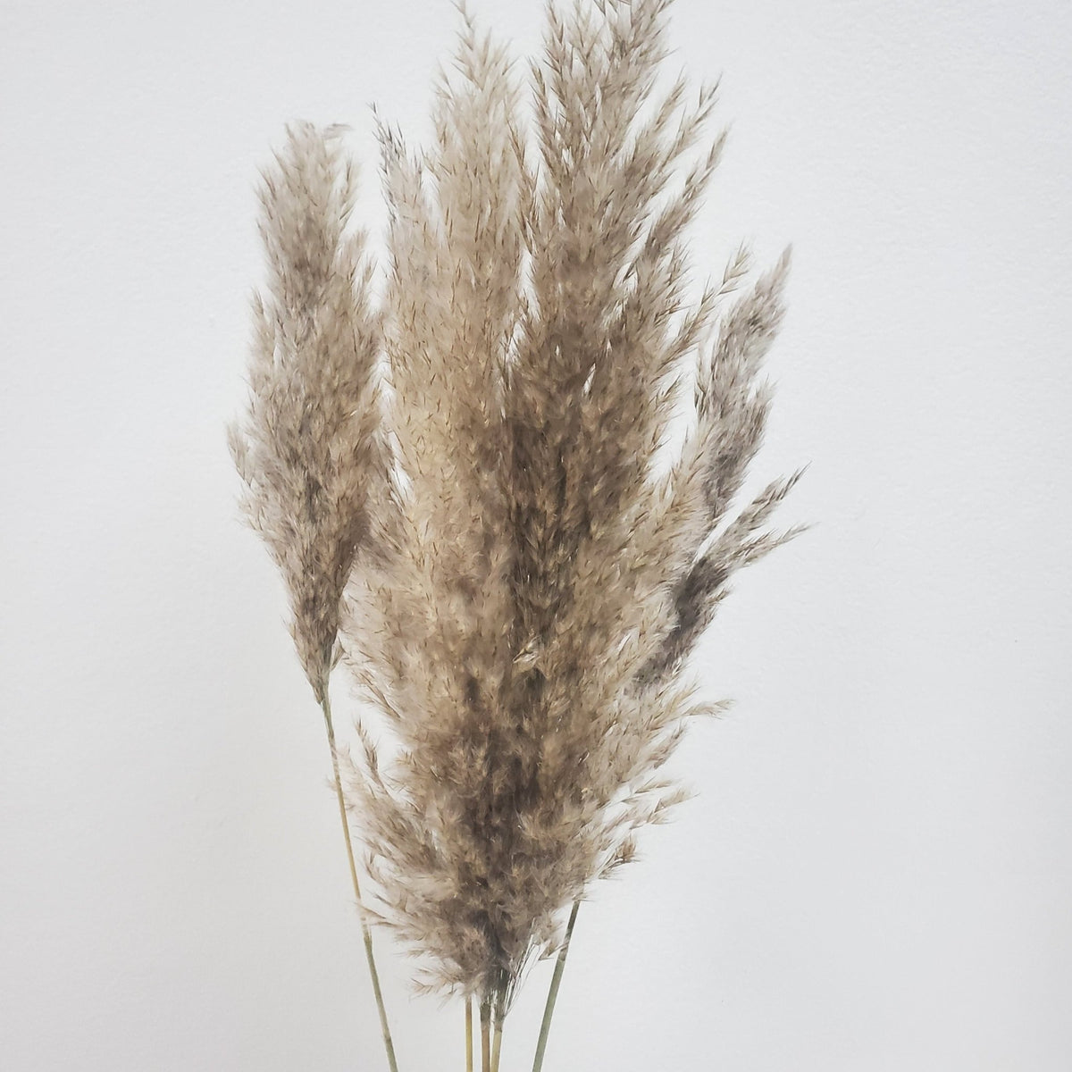 Dried Small Fluffy Pampas Grass - Natural Beige (5stems) – BLOOMINGFUL.COM