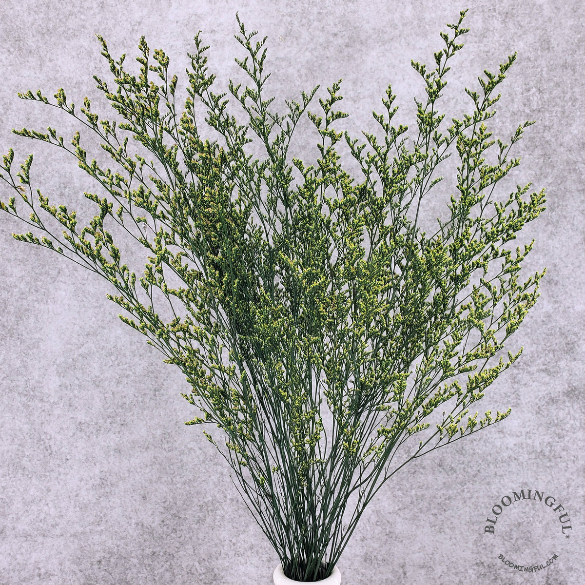 Preserved Caspia Limonium - Green (007) – BLOOMINGFUL.COM