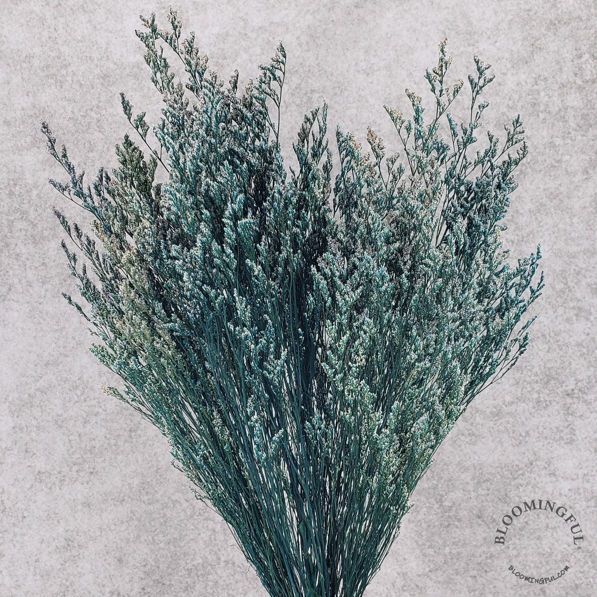 Preserved Caspia Limonium - Hunter Green-Blue (011) – BLOOMINGFUL.COM