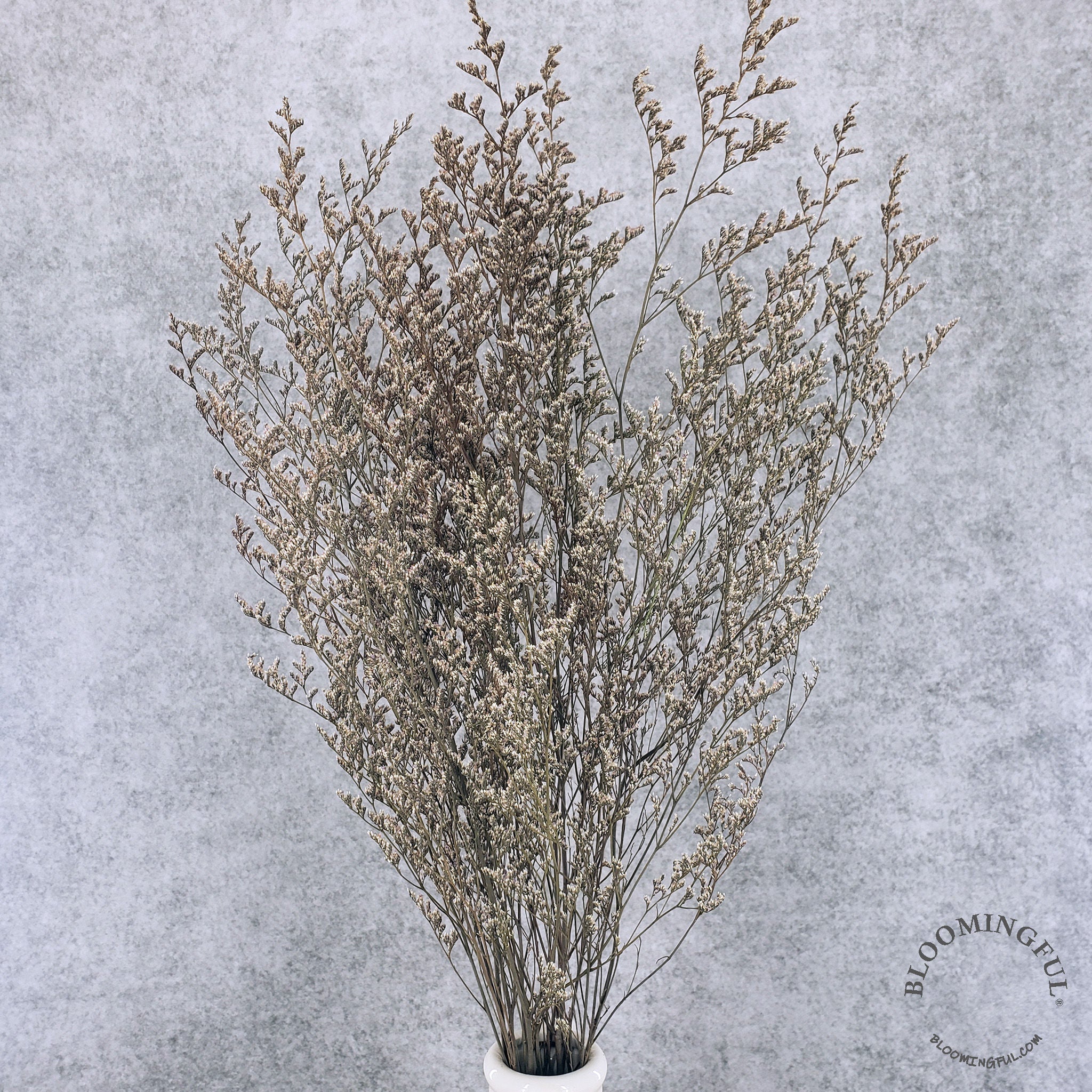 Preserved Caspia Limonium - Natural (006) – BLOOMINGFUL.COM