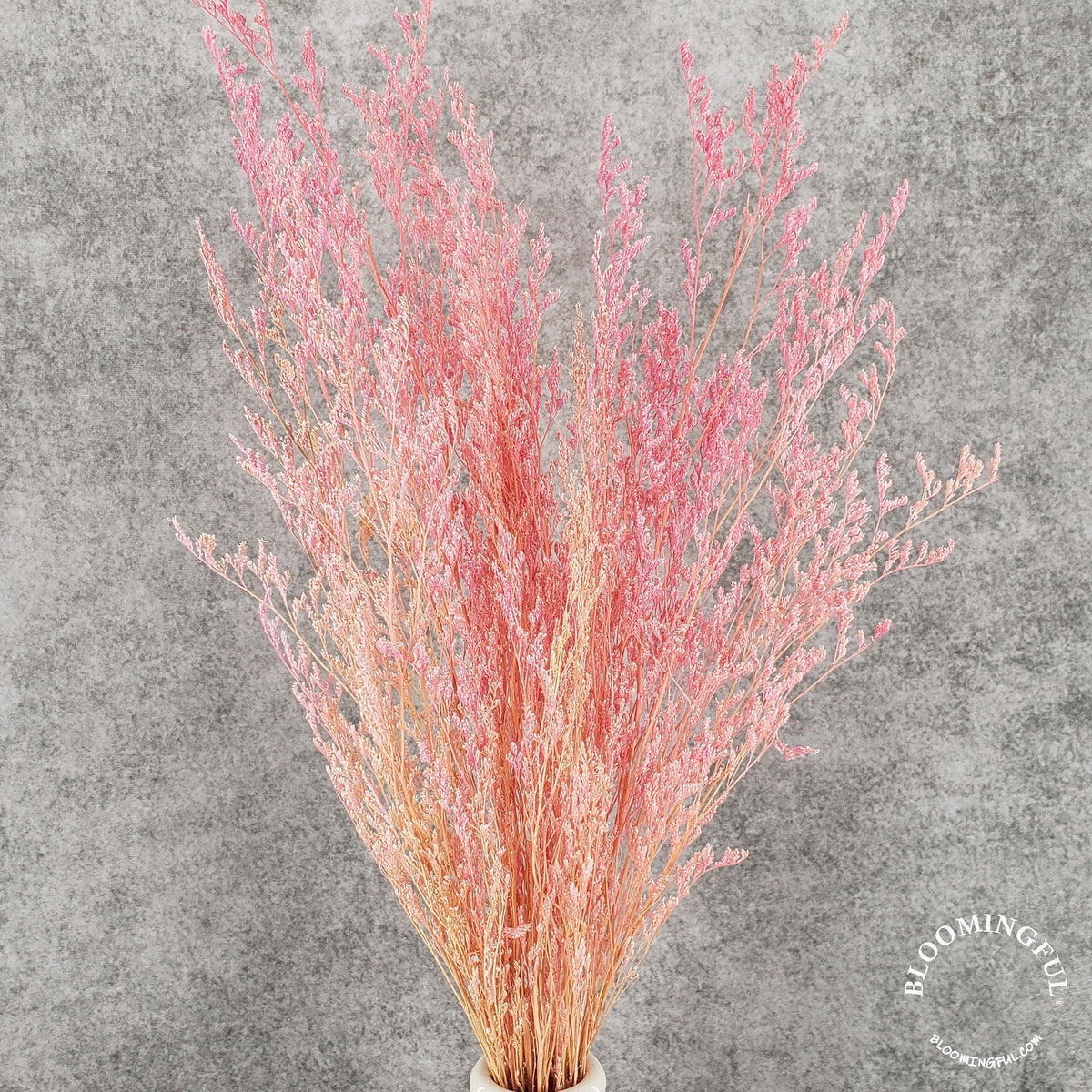 Preserved Caspia Limonium - Pink (017) – BLOOMINGFUL.COM