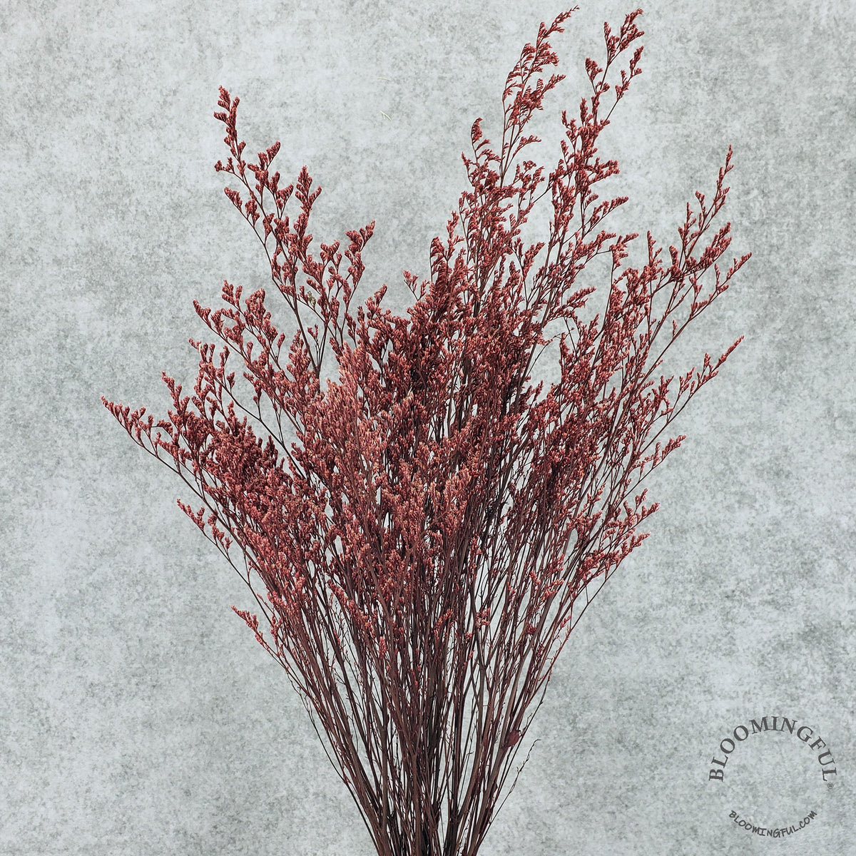 Preserved Caspia Limonium - Soft Burgundy Red (001) – BLOOMINGFUL.COM