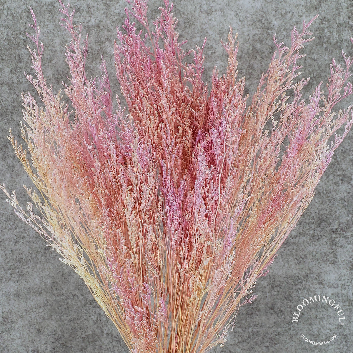 Preserved Caspia Limonium - Soft Pink (016) – BLOOMINGFUL.COM