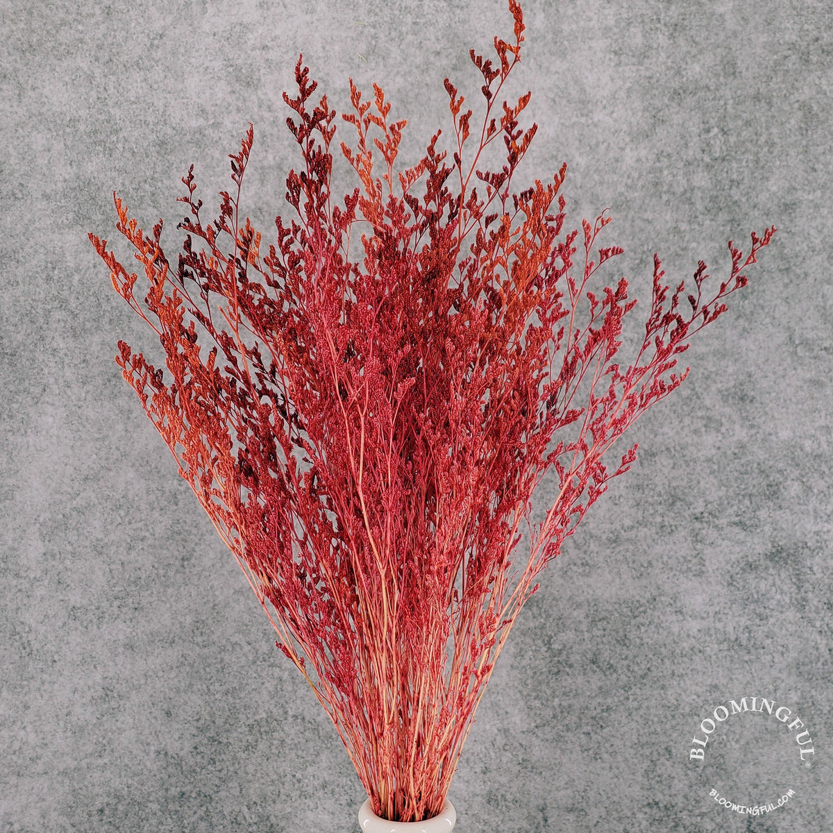 Preserved Caspia Limonium - Sunset Red Orange (031) – BLOOMINGFUL.COM