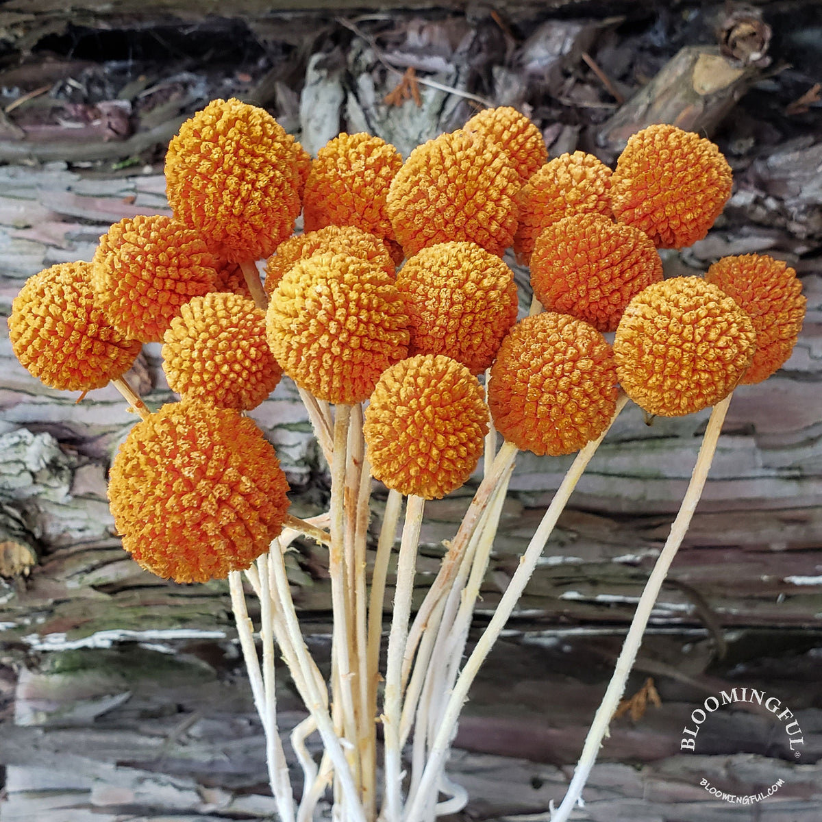 Preserved Craspedia, Billy Balls - Terracotta Orange (015 ...