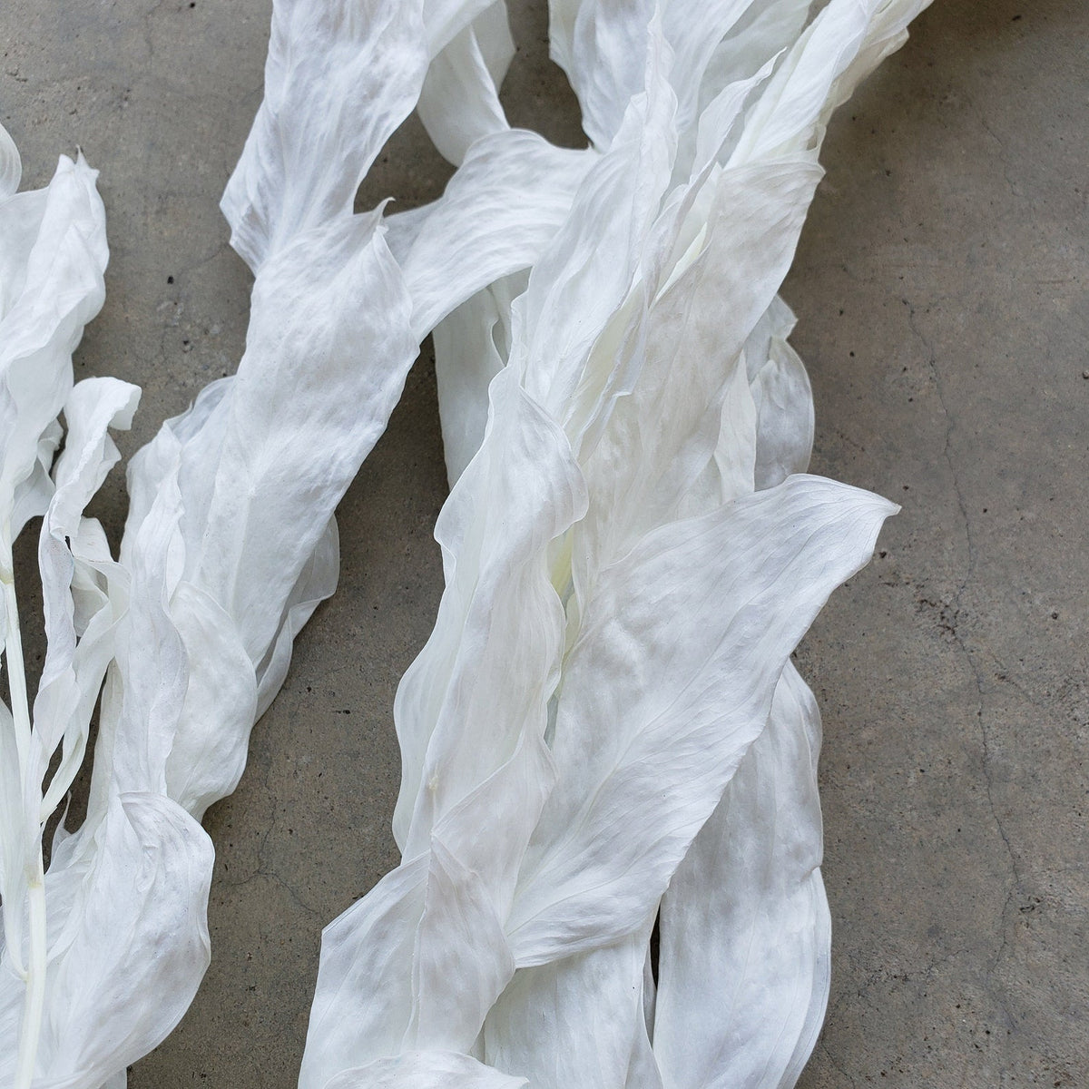 Preserved Israeli Ruscus [Bleached White] – BLOOMINGFUL.COM