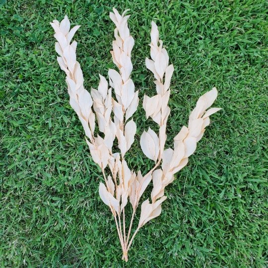 Preserved Israeli Ruscus [Light Orange, Coral, Peach] – BLOOMINGFUL.COM