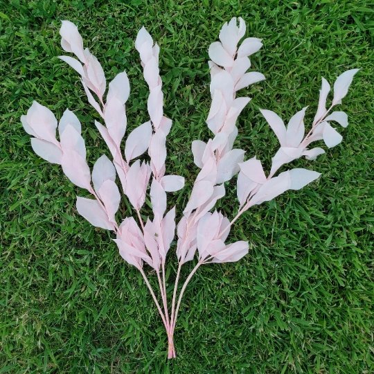 Preserved Israeli Ruscus [Light Pink] – BLOOMINGFUL.COM