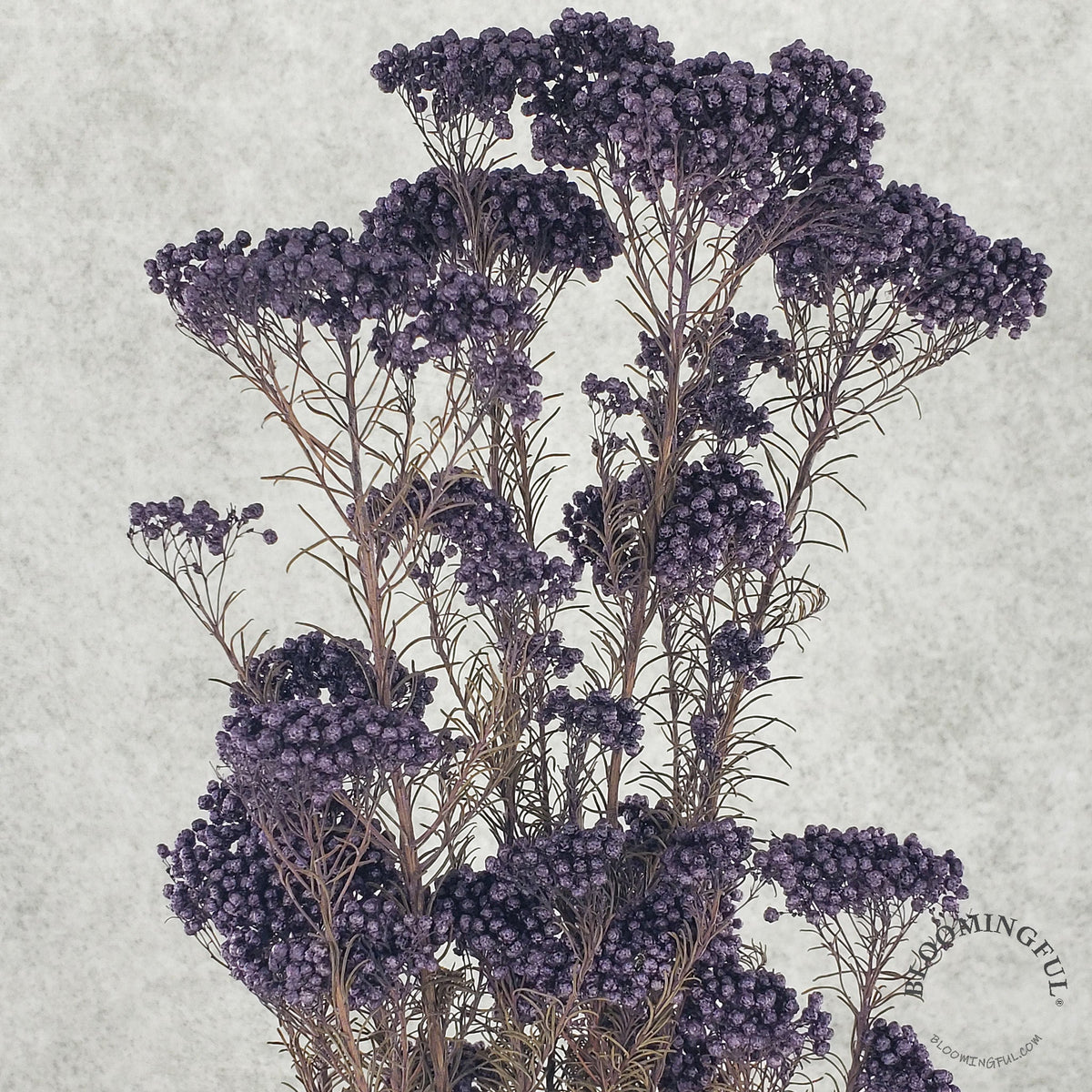 Preserved Rice Flower - Purple Amethyst (111) – BLOOMINGFUL.COM