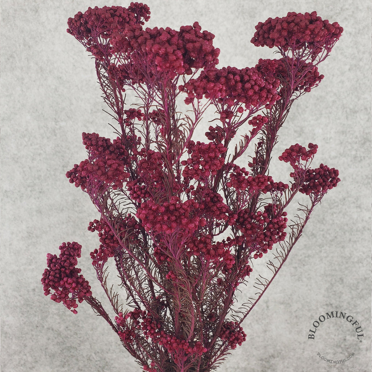 Preserved Rice Flower - Berry (021) – BLOOMINGFUL.COM