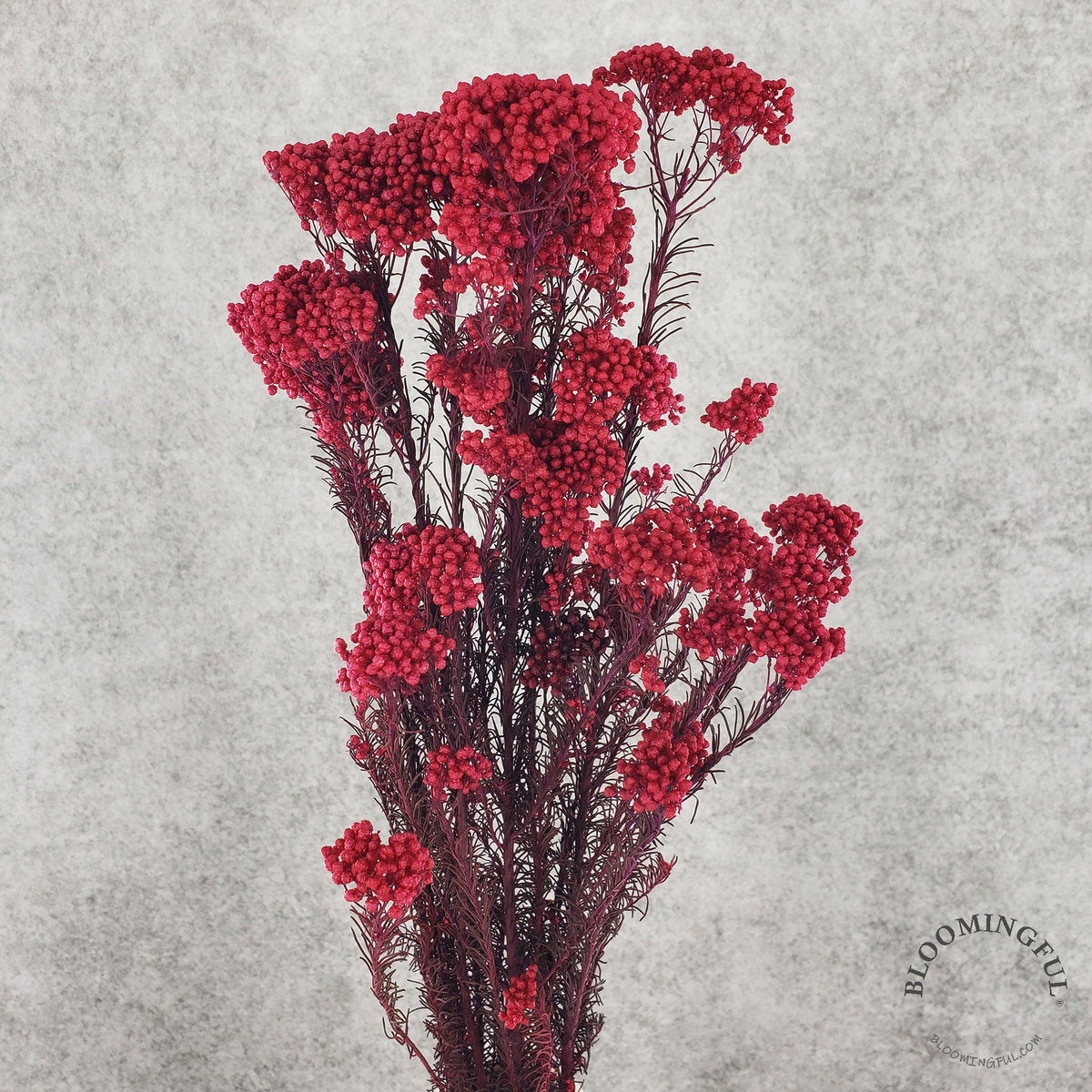 Preserved Rice Flower - Red (016) – BLOOMINGFUL.COM