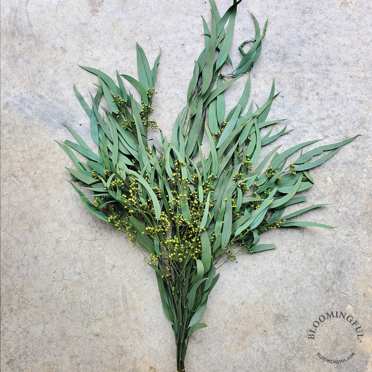 Preserved Seeded Weeping Willow Eucalyptus Bunches - Green ...