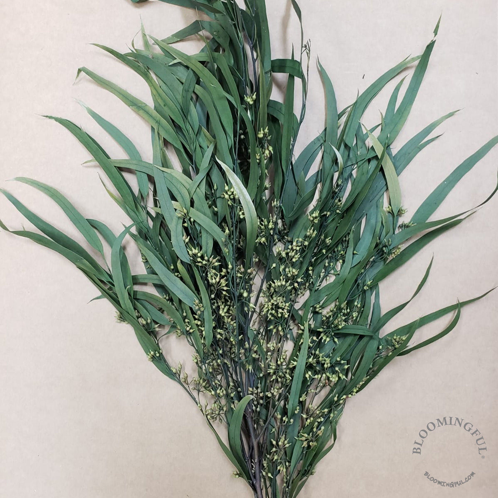 Preserved Seeded Weeping Willow Eucalyptus Bunches - Green (Imperfects ...